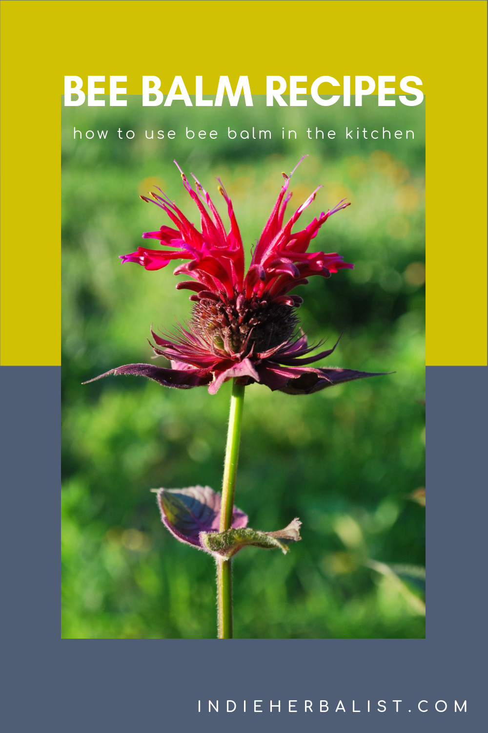 Creative ways to use bee balm in the kitchen | indie herbalist
