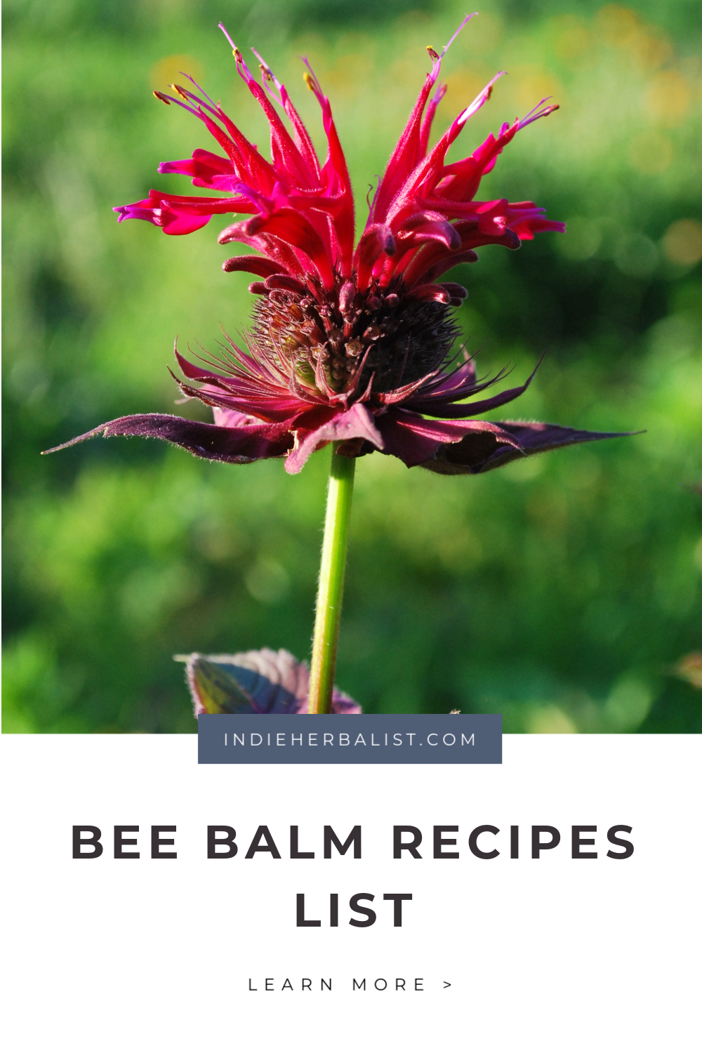 Creative ways to use bee balm in the kitchen | indie herbalist