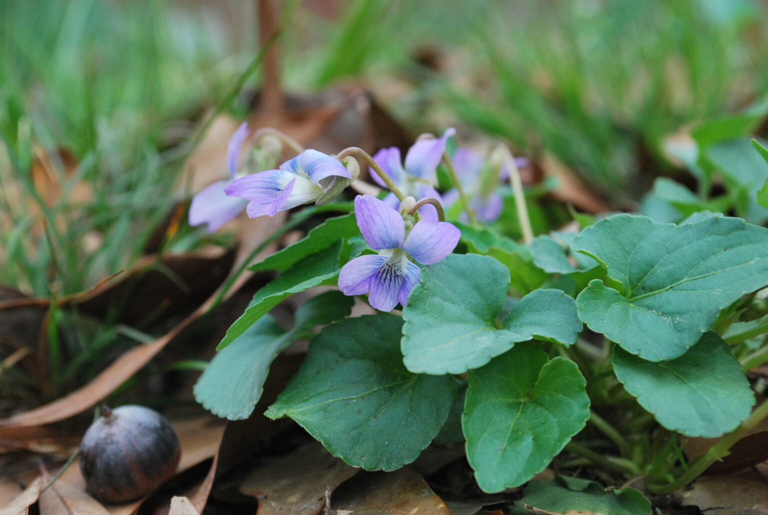 Traditional uses of wild violets article collection | indie herbalist