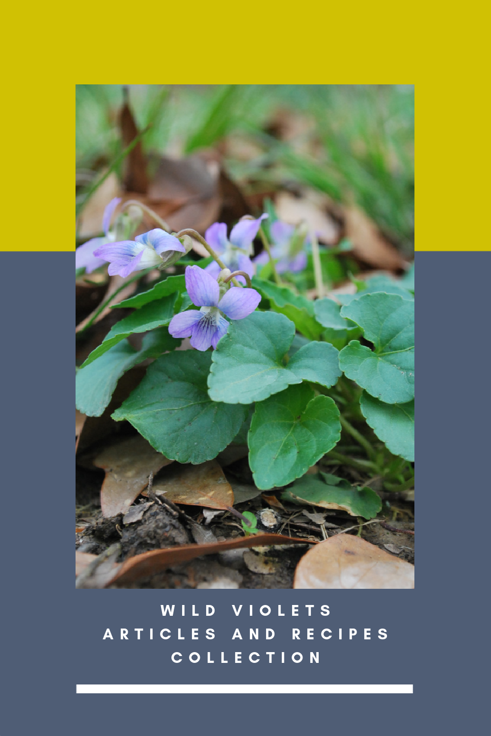 Traditional uses of wild violets article collection | indie herbalist