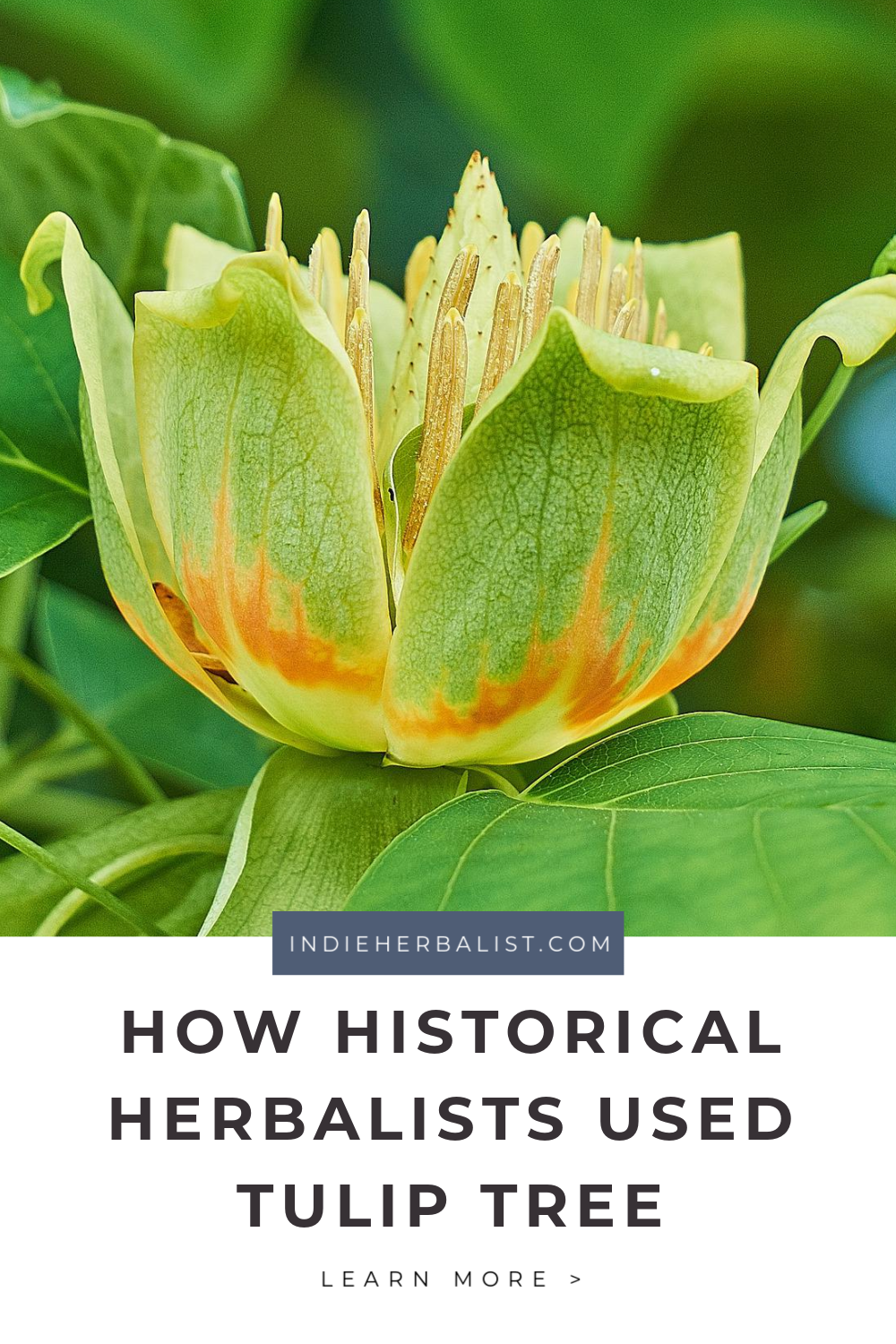 The herbal history of tulip poplar | indie herbalist