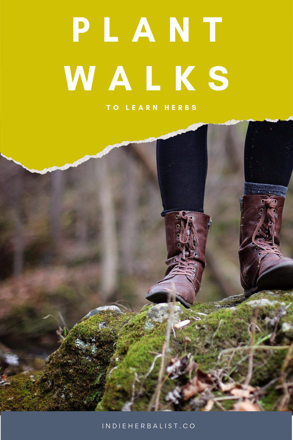 Taking plant walks to learn herbs | indie herbalist