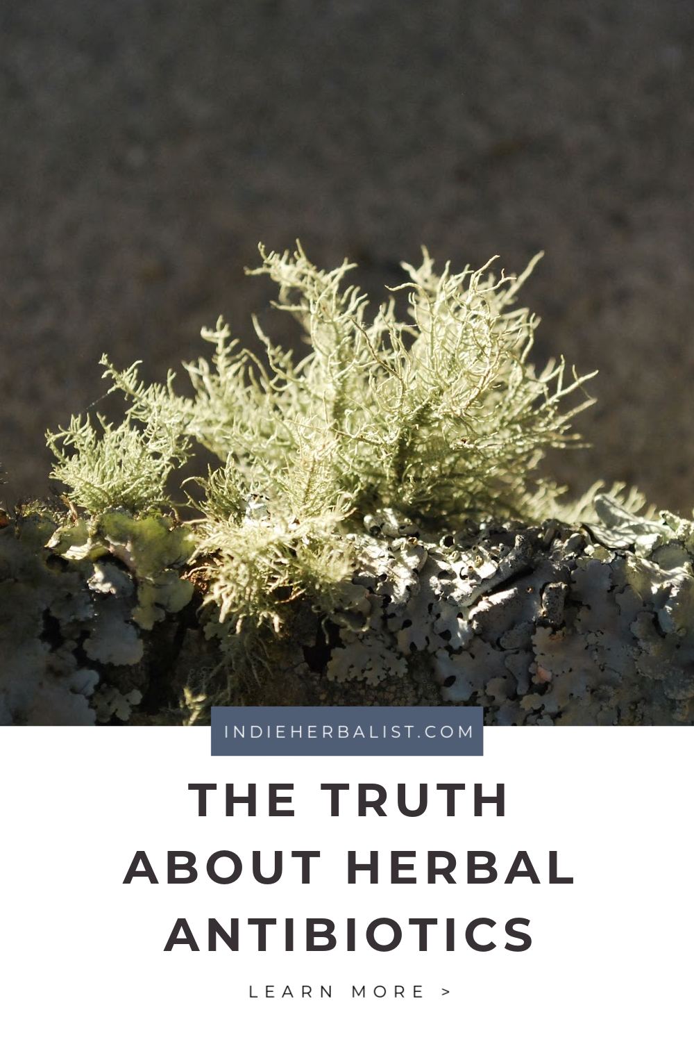 What you need to know about antibiotic herbs | indie herbalist