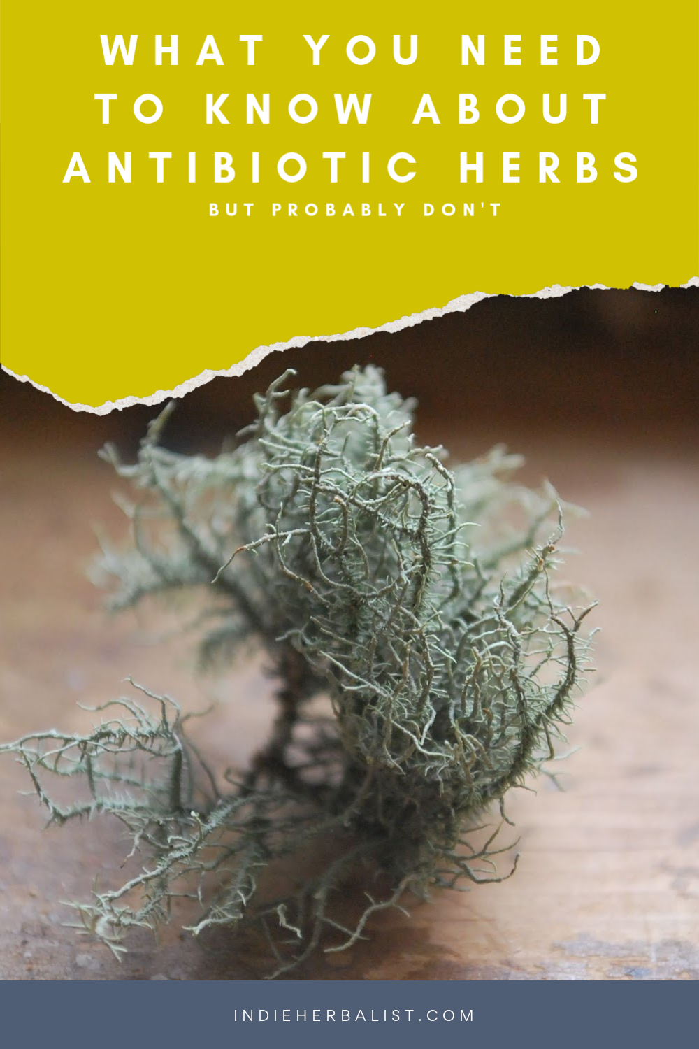 What you need to know about antibiotic herbs | indie herbalist