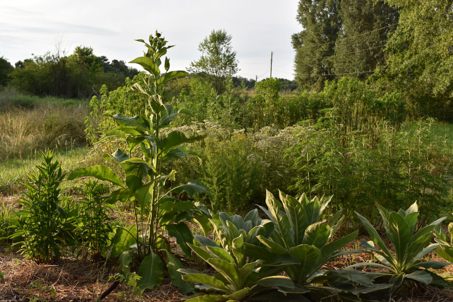 Tips and tasks for fall herb gardens | indie herbalist