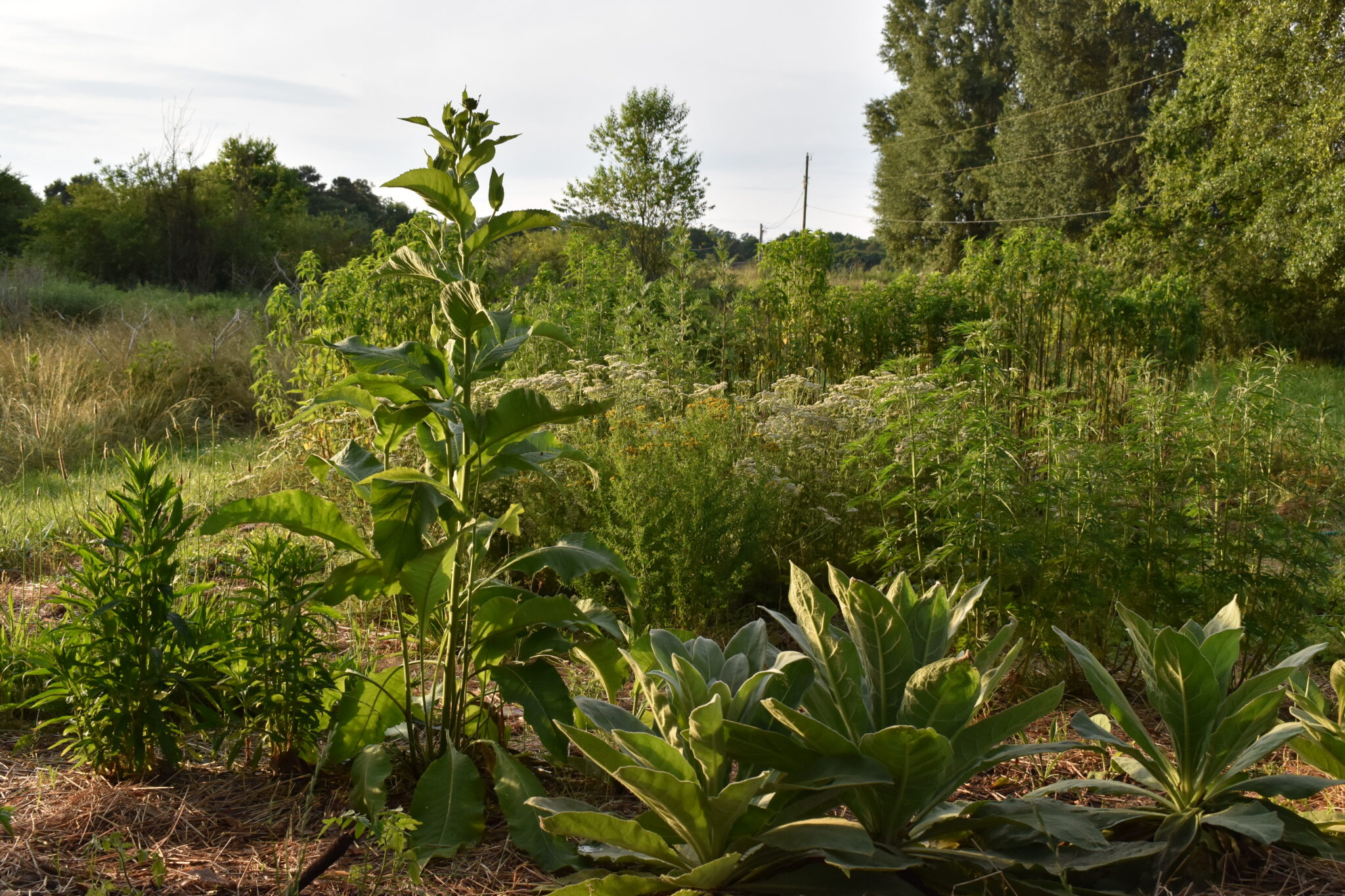 Tips and tasks for fall herb gardens | indie herbalist