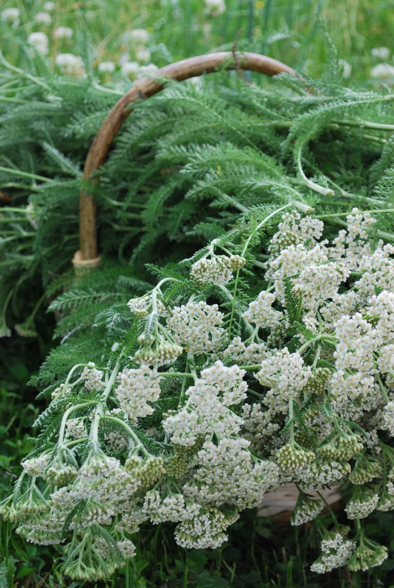 The best time to harvest yarrow | indie herbalist