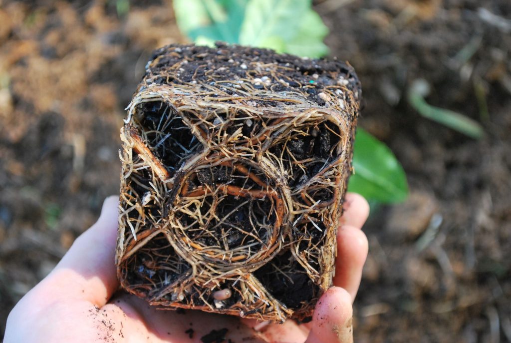 How to Plant Tea Bushes in a Fall Garden | indie herbalist