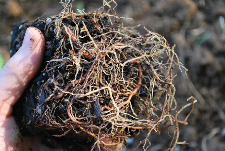 How to Plant Tea Bushes in a Fall Garden | indie herbalist