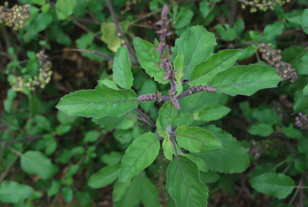 What I Learned from Growing 4 Delightful Types of Tulsi | indie herbalist