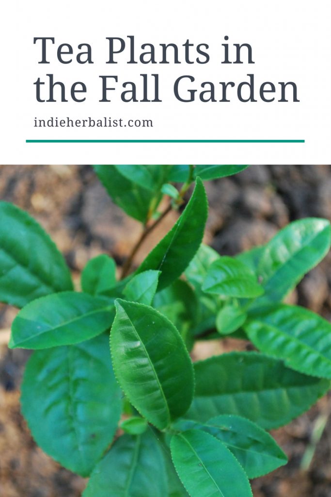 How to Plant Tea Bushes in a Fall Garden | indie herbalist