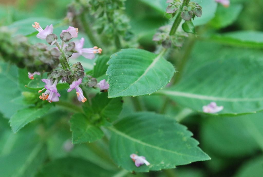 What I Learned from Growing 4 Delightful Types of Tulsi | indie herbalist