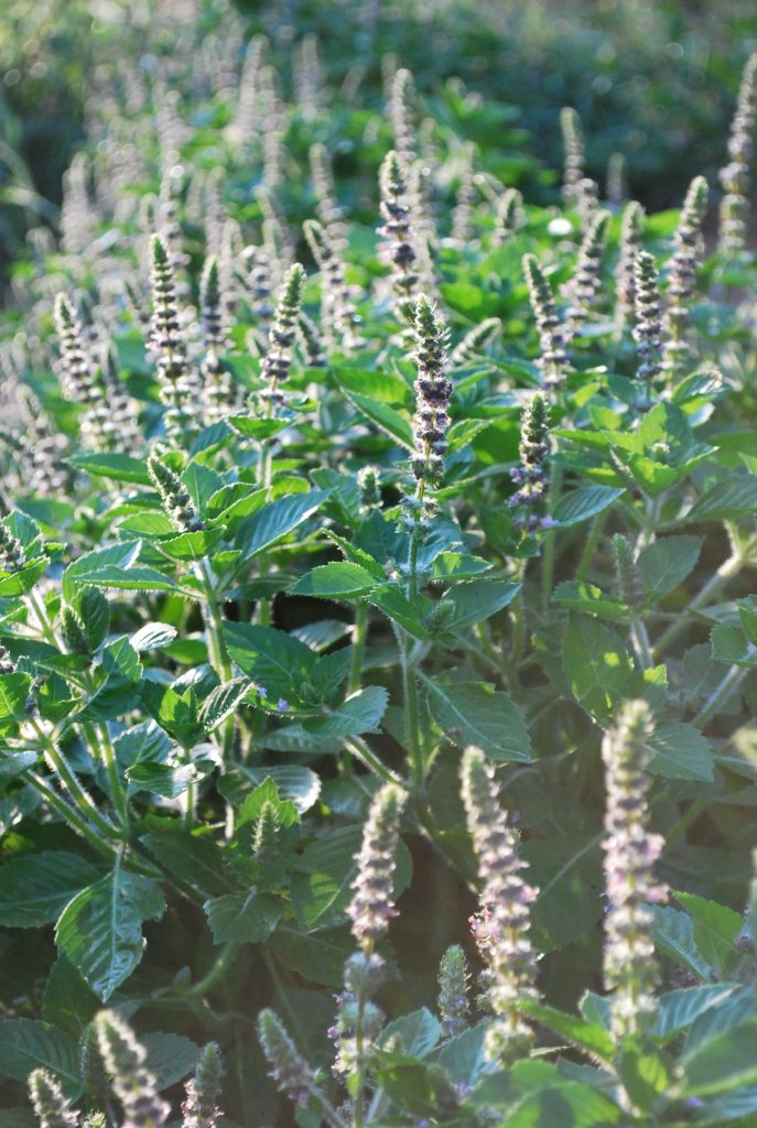 What I Learned from Growing 4 Delightful Types of Tulsi | indie herbalist