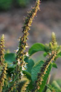 What I Learned from Growing 4 Delightful Types of Tulsi | indie herbalist