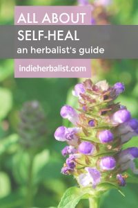An Herbalist's Guide to Using Self Heal | indie herbalist