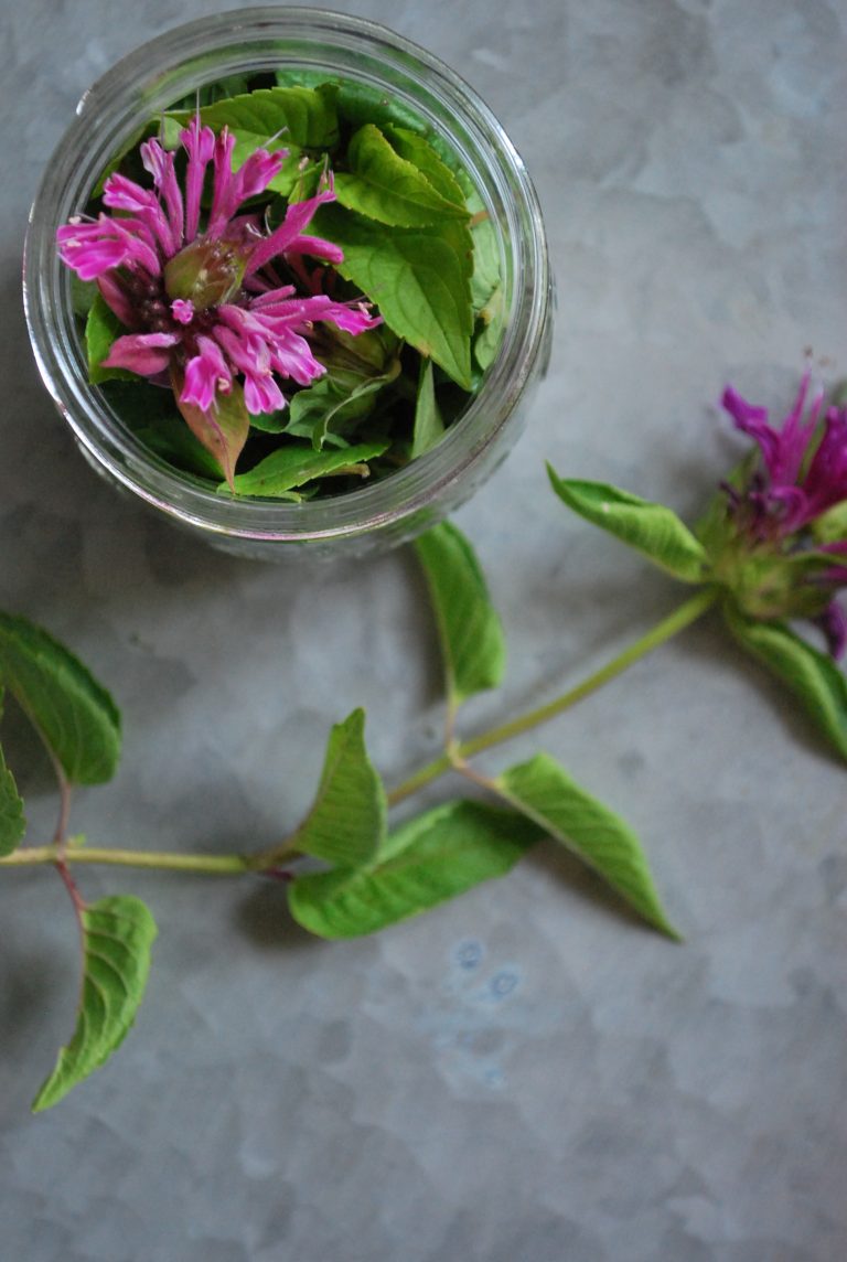 Using Bee Balm for Emotional Wellness | indie herbalist