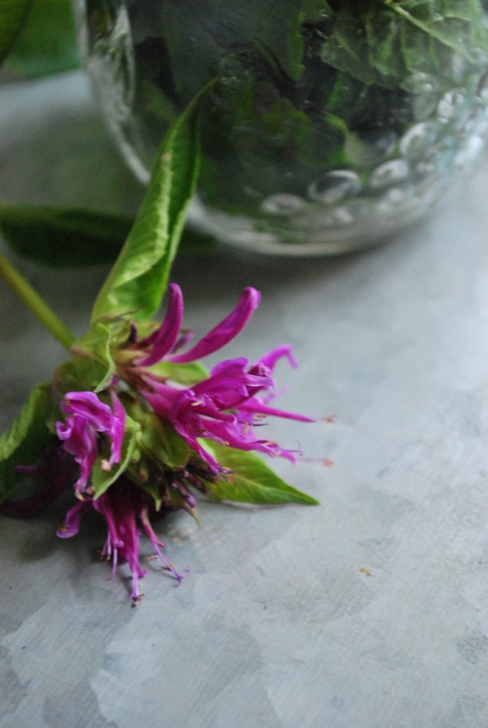 Using Bee Balm for Emotional Wellness | indie herbalist