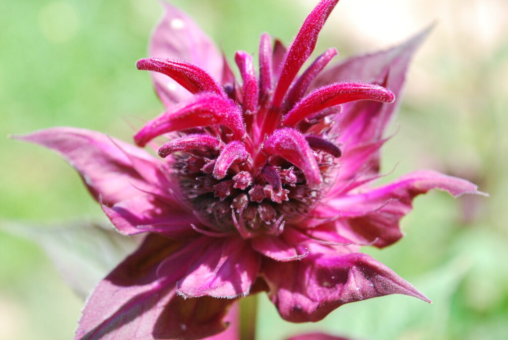 Celebrating the Herbal Uses of Monarda | indie herbalist