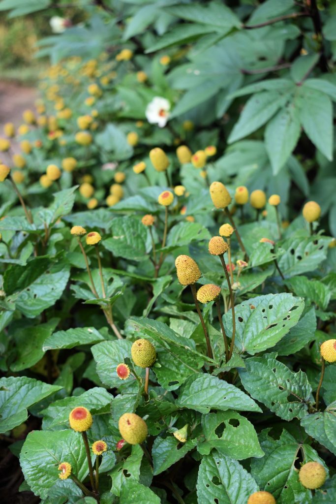 How to Grow Spilanthes | indie herbalist
