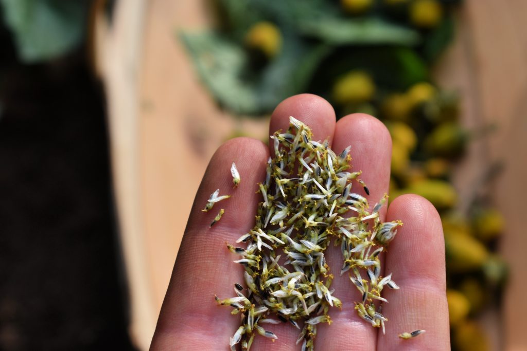 How to Grow Spilanthes | indie herbalist