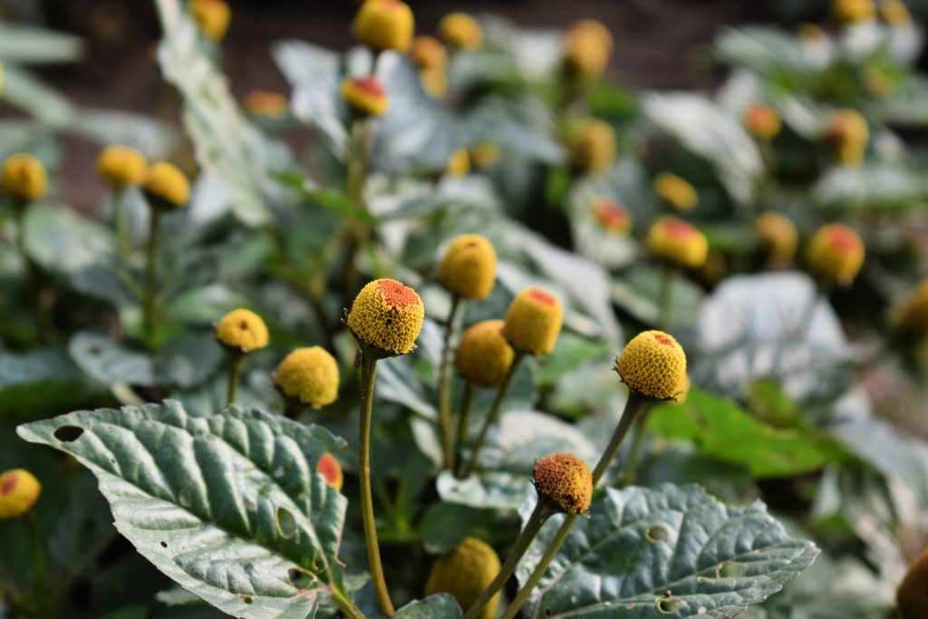 How to Grow Spilanthes | indie herbalist