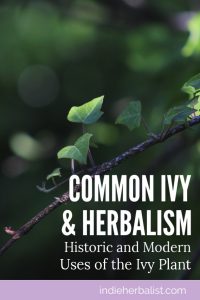 Historic and Modern Herbal Uses for Ivy | indie herbalist