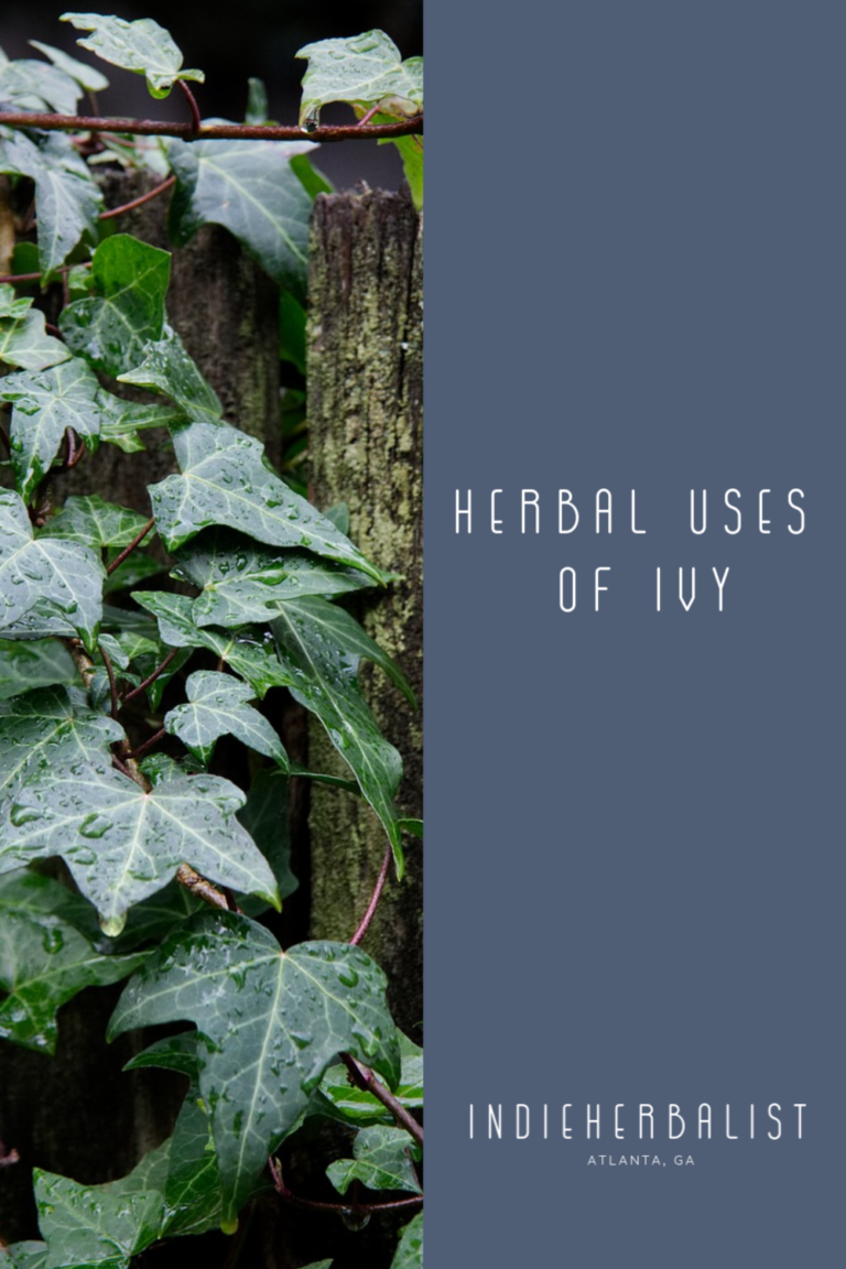 Historic and Modern Herbal Uses for Ivy | indie herbalist