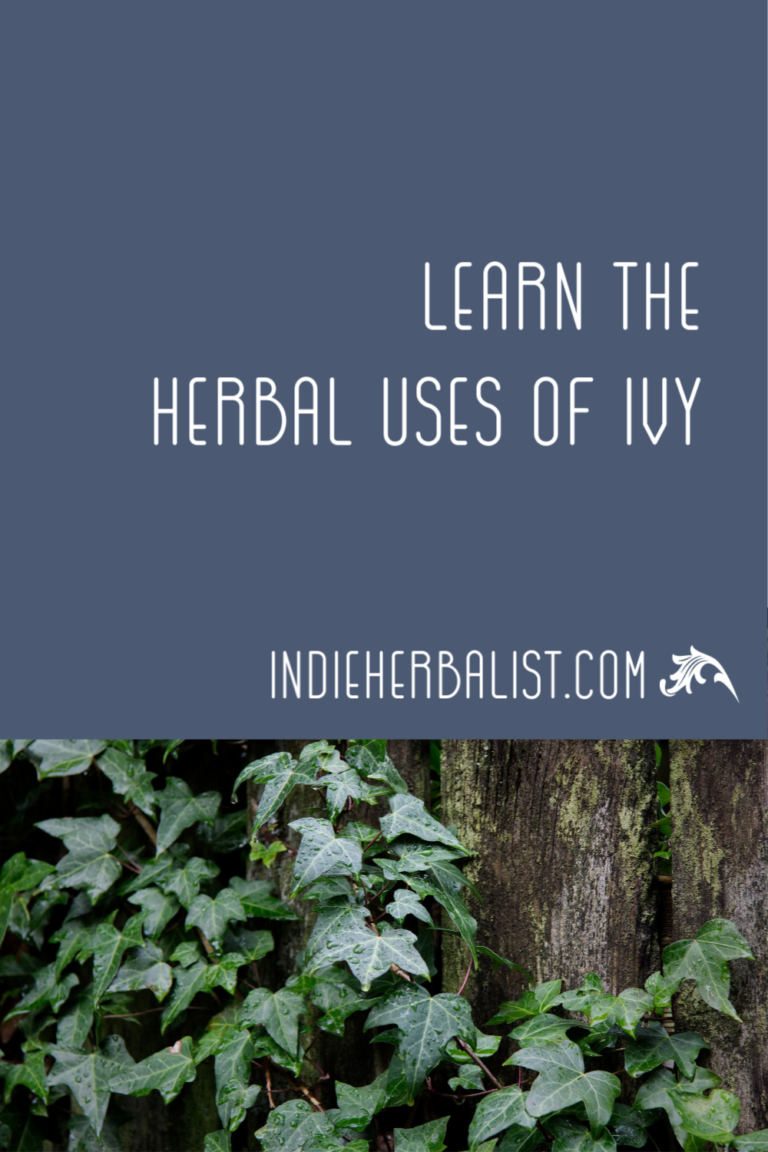 Historic and Modern Herbal Uses for Ivy | indie herbalist