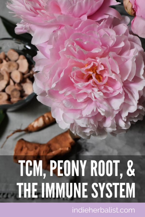 Peony root and the immune system | indie herbalist