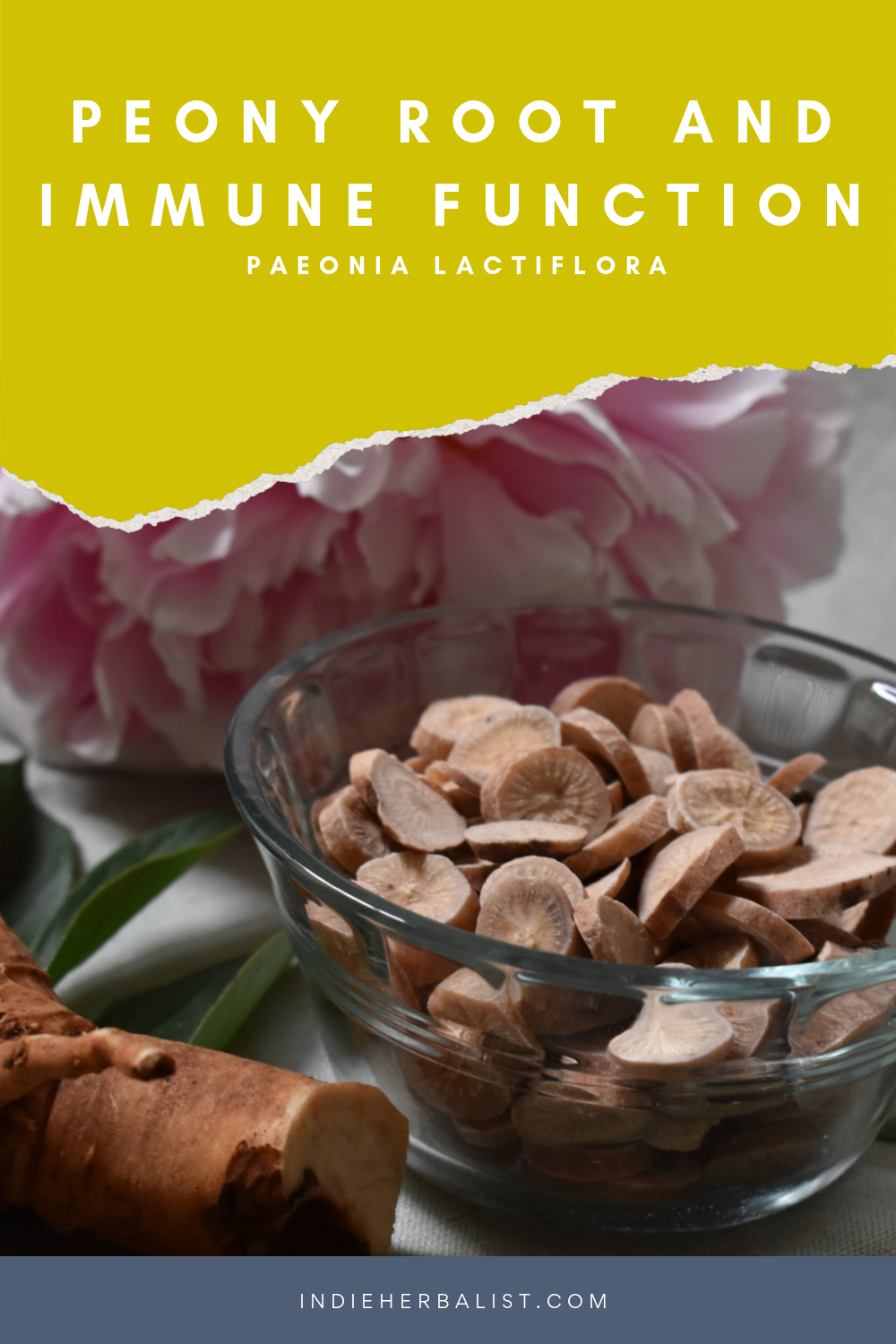 Peony root and the immune system | indie herbalist