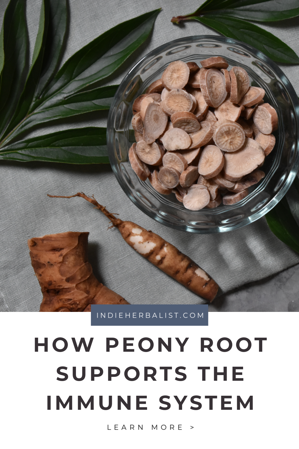 Peony root and the immune system | indie herbalist