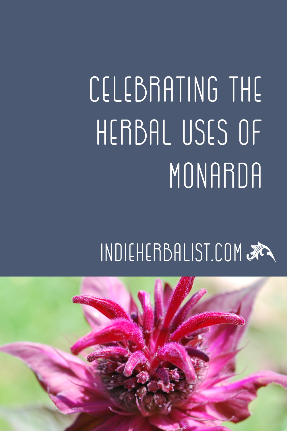 Celebrating the Herbal Uses of Monarda | indie herbalist