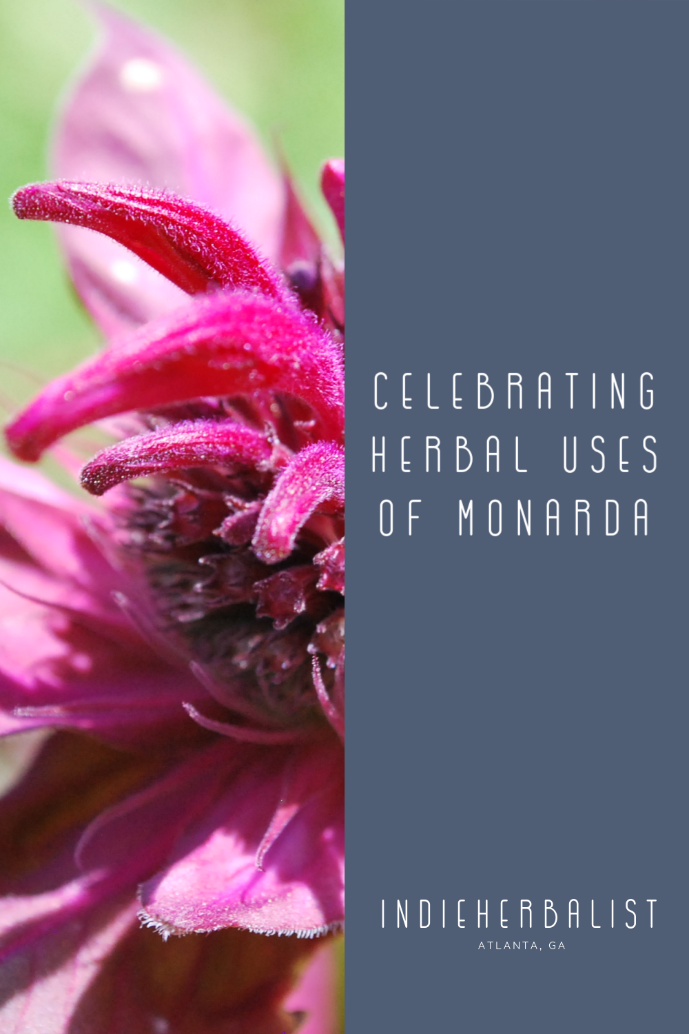 Celebrating the Herbal Uses of Monarda | indie herbalist