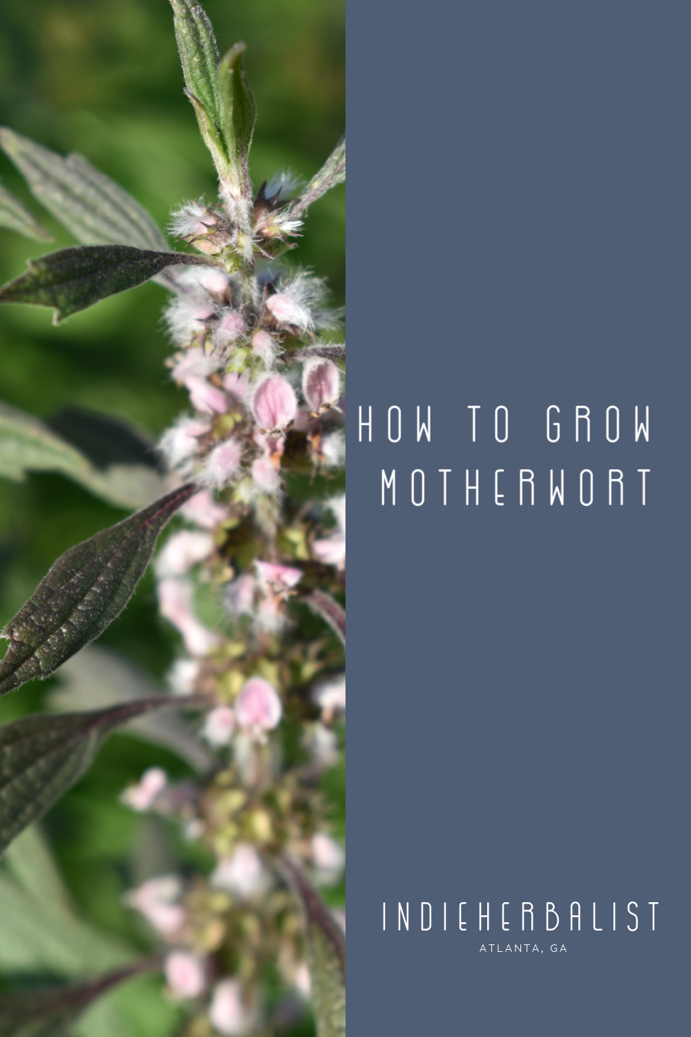 How to grow motherwort in an herb garden | indie herbalist