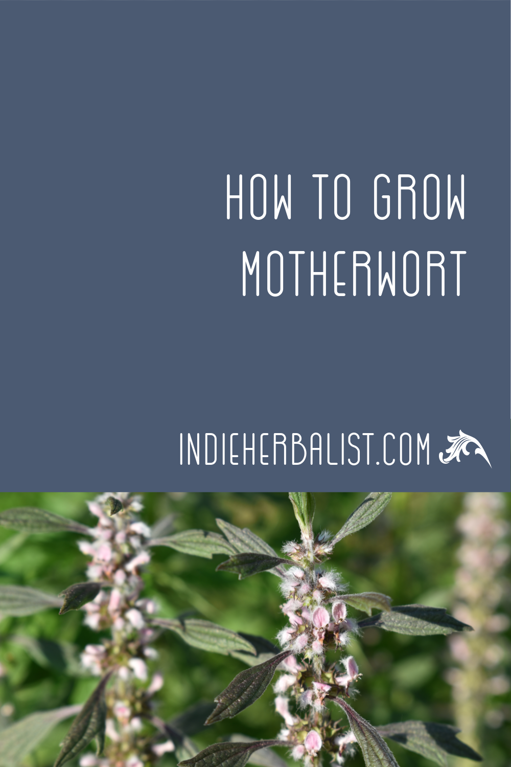 How to grow motherwort in an herb garden | indie herbalist
