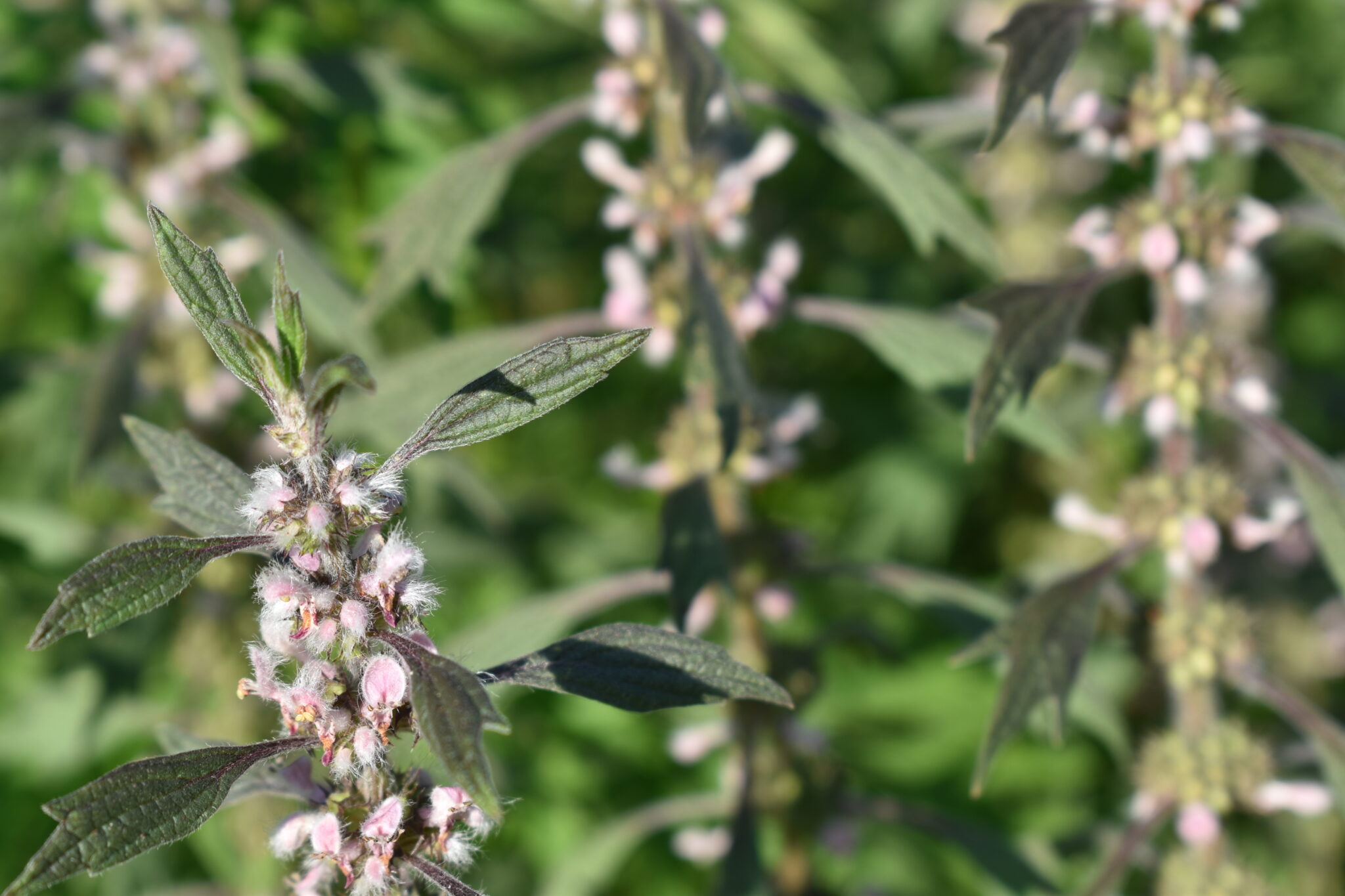 How to grow motherwort in an herb garden | indie herbalist