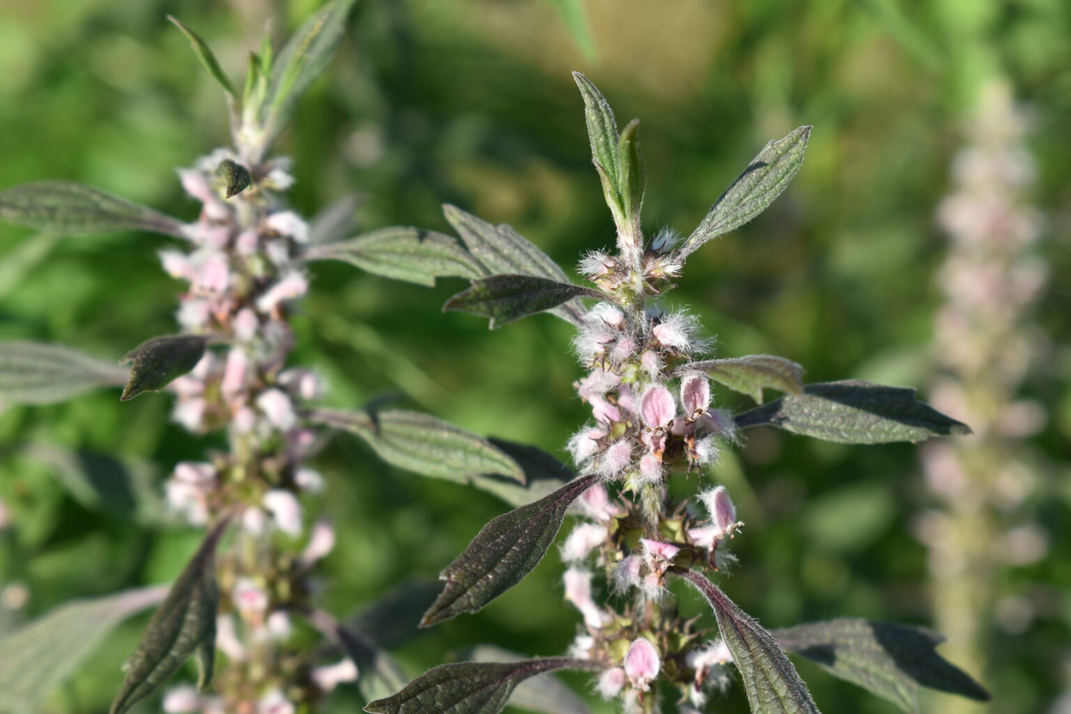 How to grow motherwort in an herb garden | indie herbalist