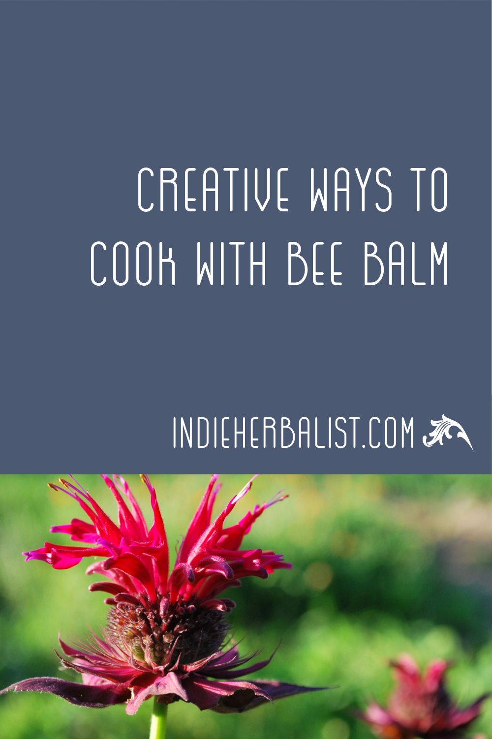 Creative ways to use bee balm in the kitchen | indie herbalist