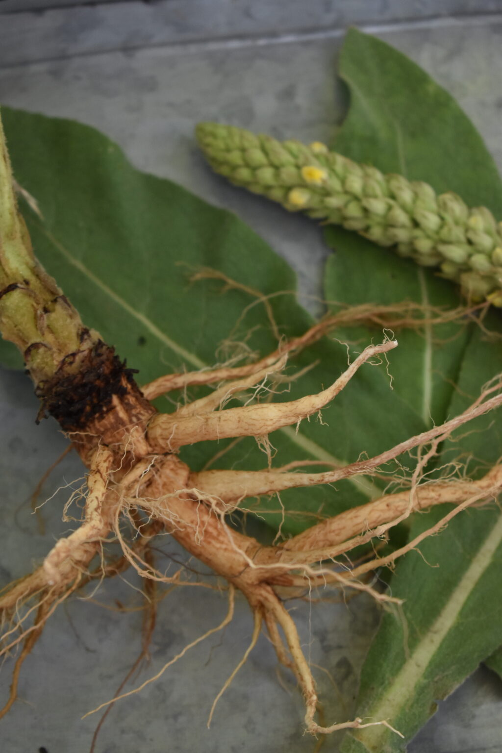When to harvest mullein flowers, leaves, and roots | indie herbalist