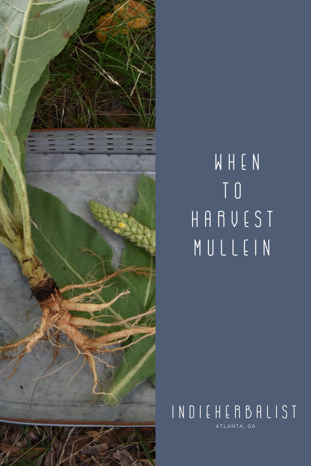 When to harvest mullein flowers, leaves, and roots | indie herbalist