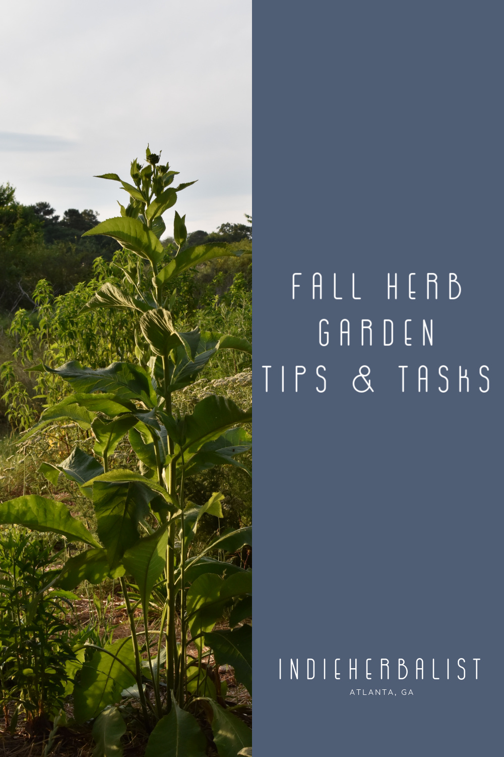Tips and tasks for fall herb gardens | indie herbalist