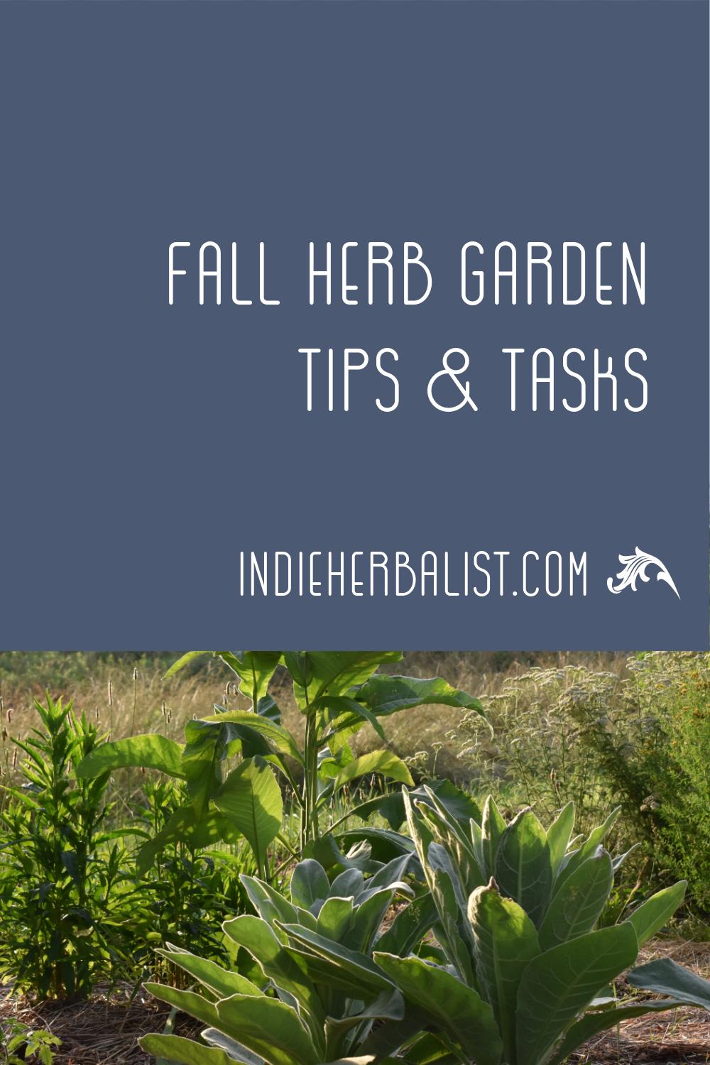 Tips and tasks for fall herb gardens | indie herbalist