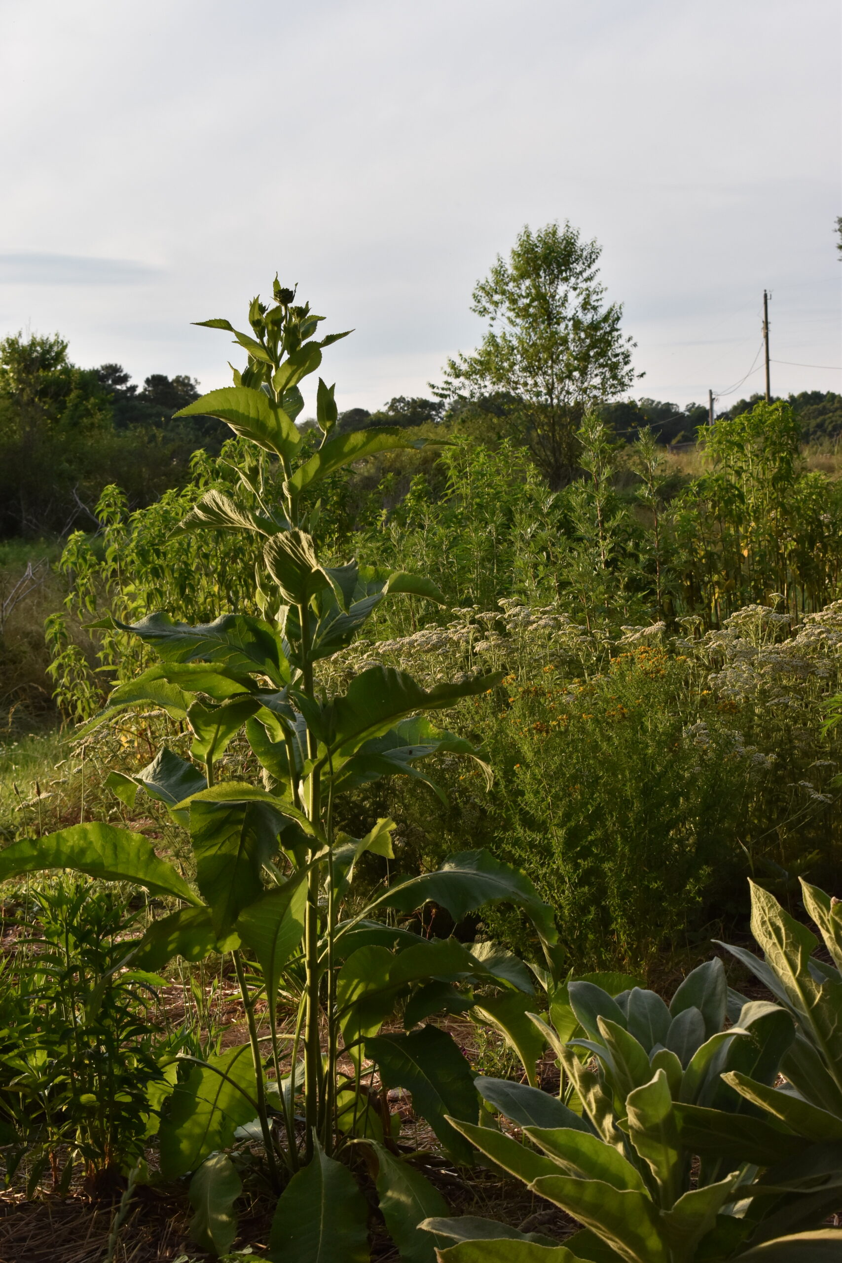 Tips and tasks for fall herb gardens | indie herbalist