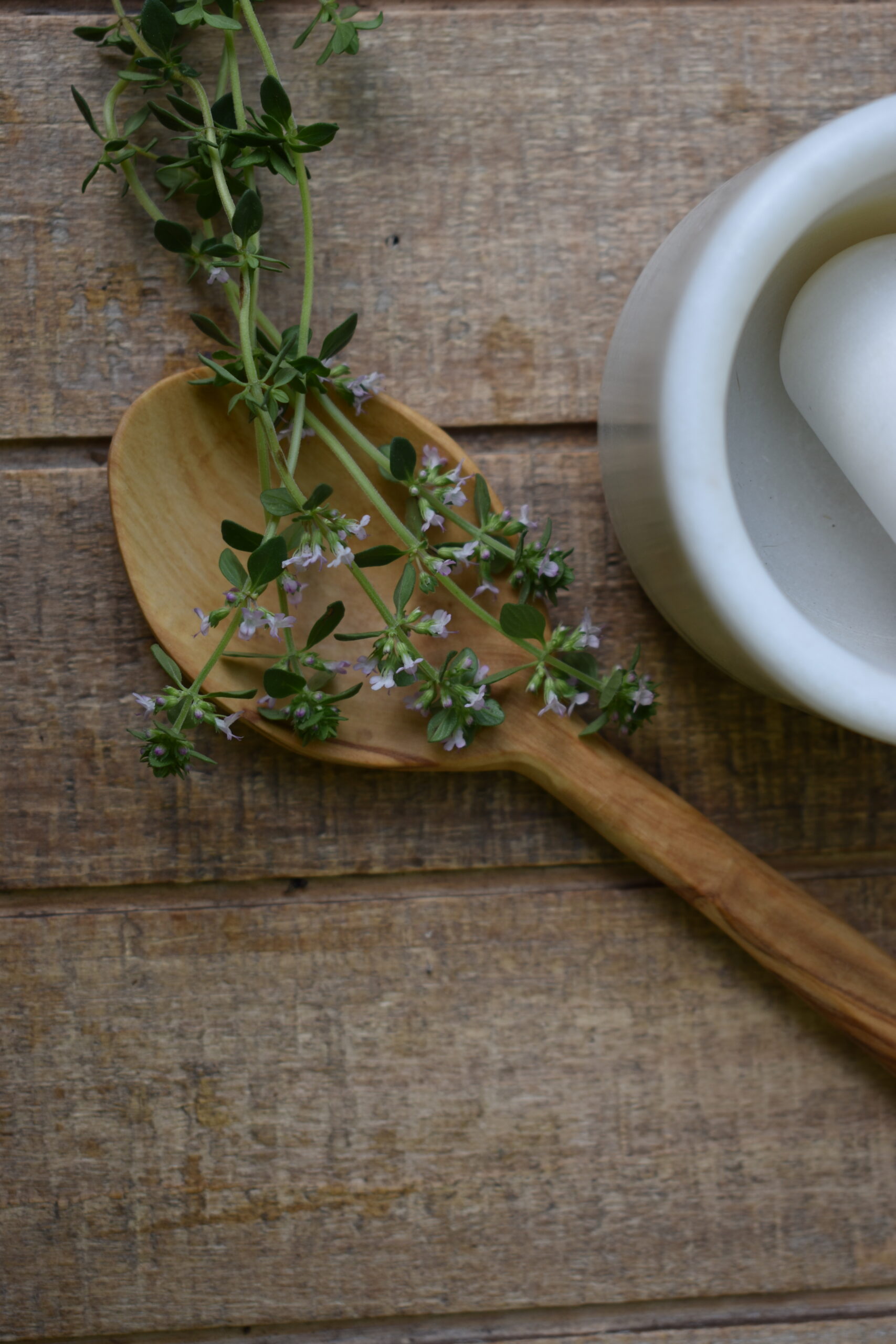How to make herbal infusions with thyme | indie herbalist