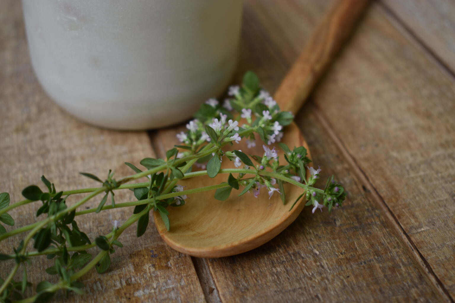 How to make herbal infusions with thyme | indie herbalist