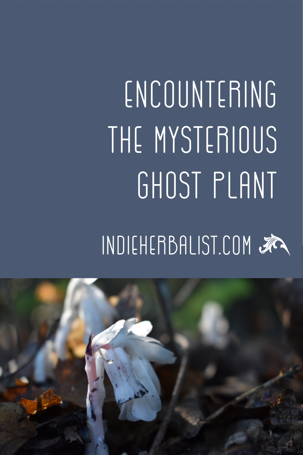 Encountering the mysterious ghost pipe plant | indie herbalist