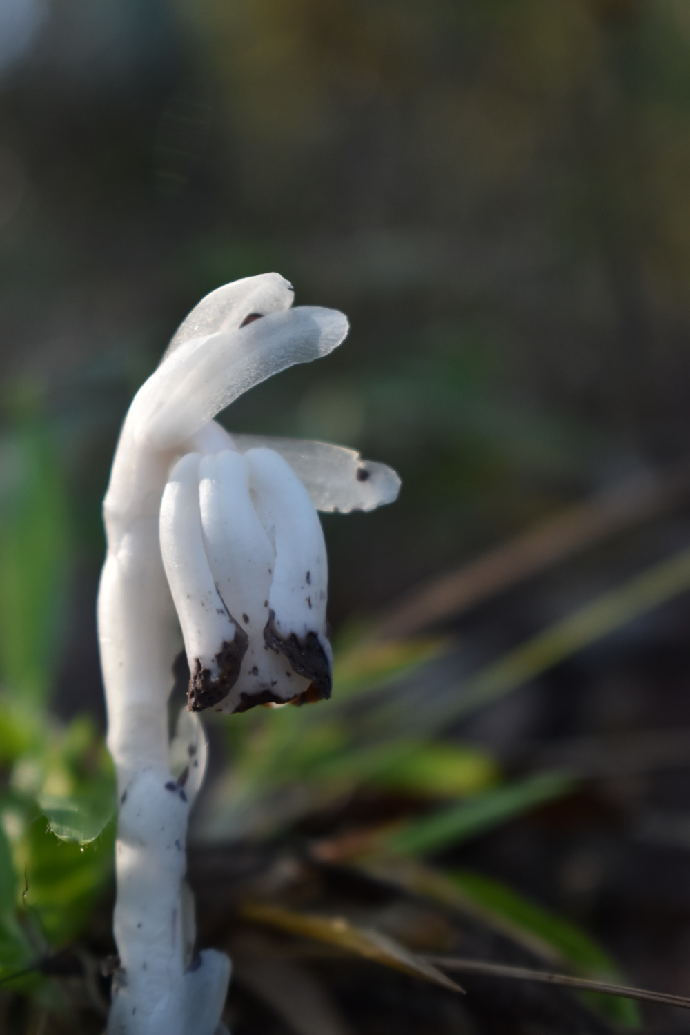 Encountering the mysterious ghost pipe plant | indie herbalist
