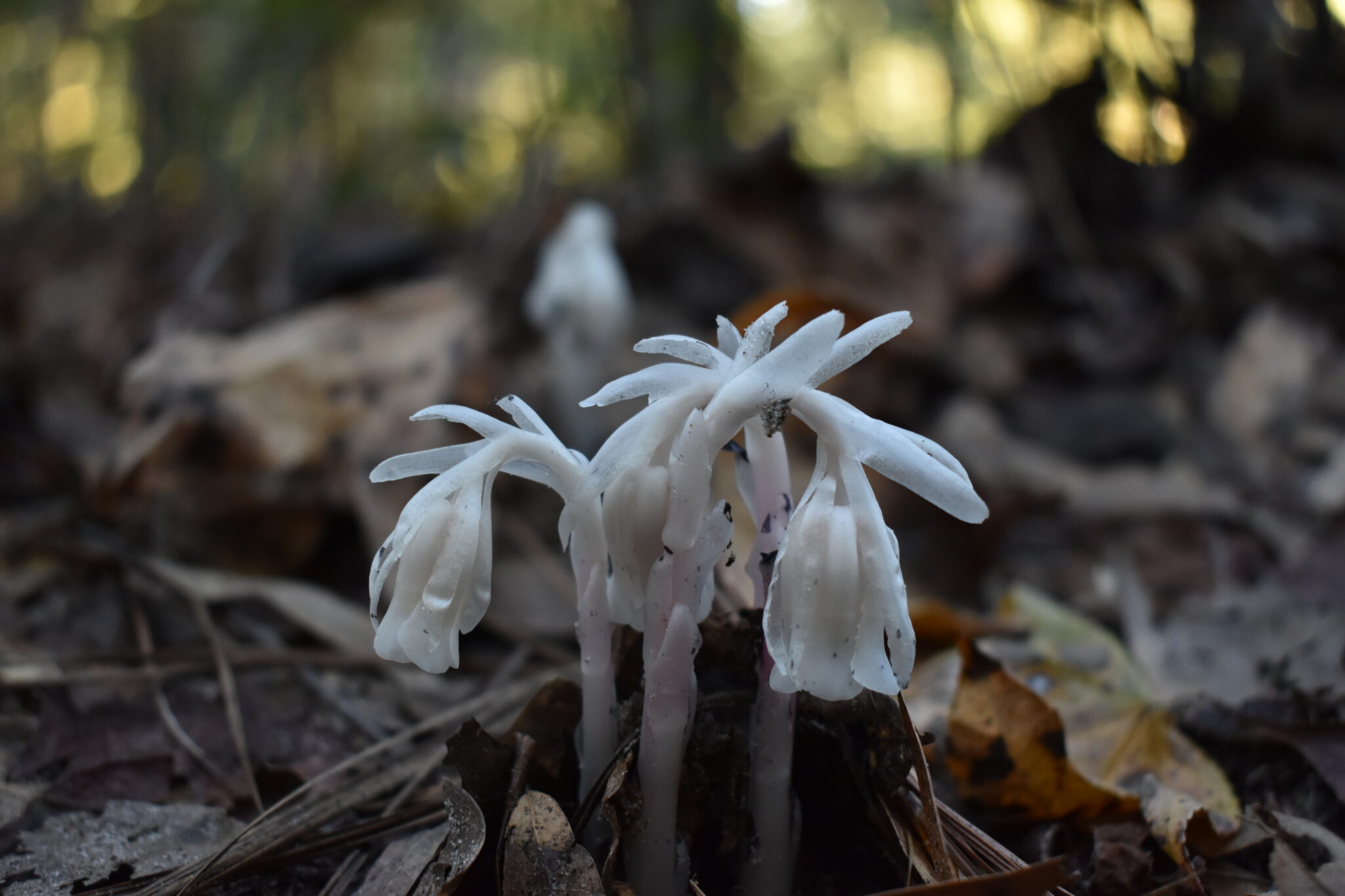 Encountering the mysterious ghost pipe plant | indie herbalist