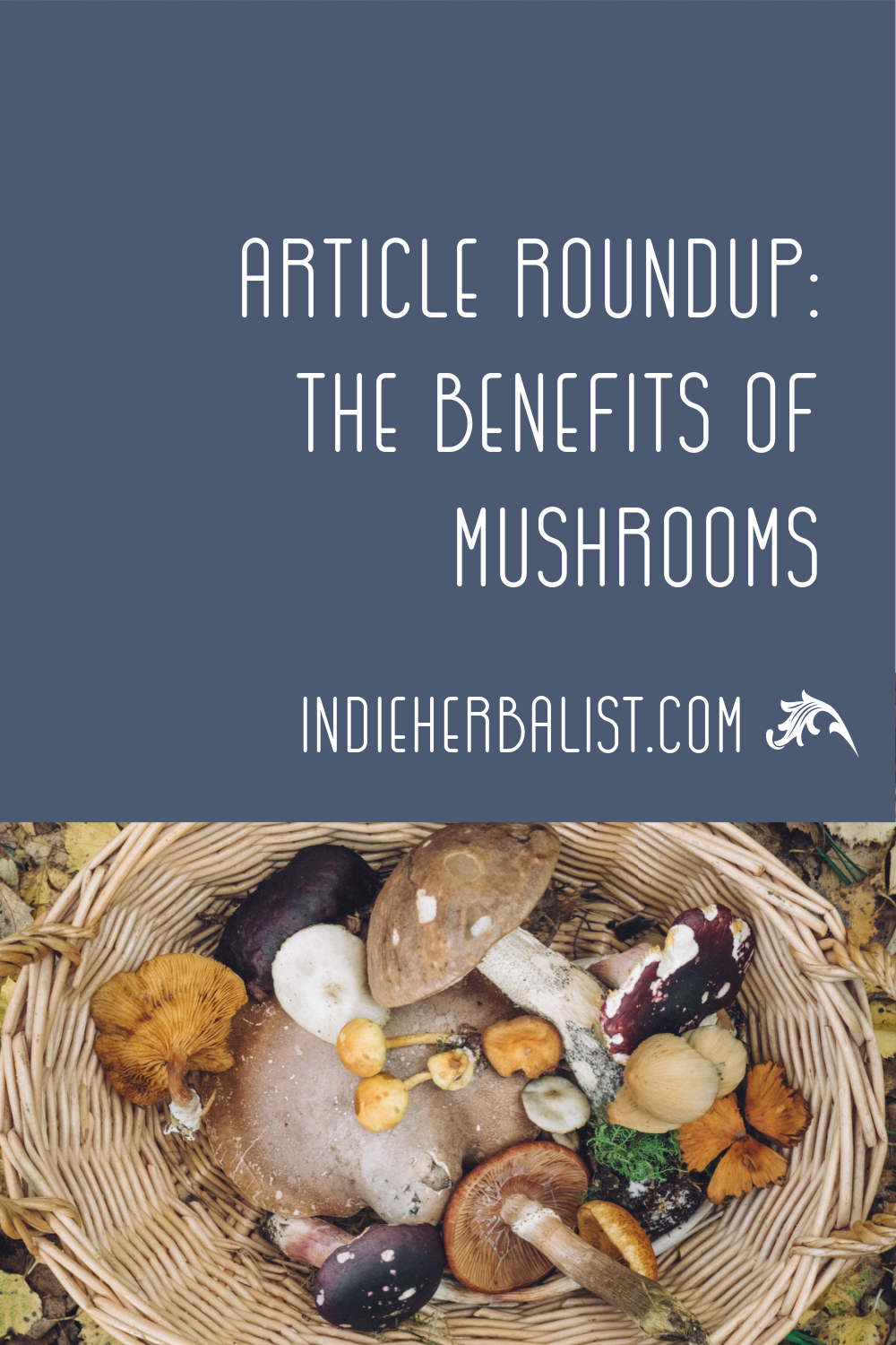 Favorite Academy articles about the benefits of mushrooms | indie herbalist