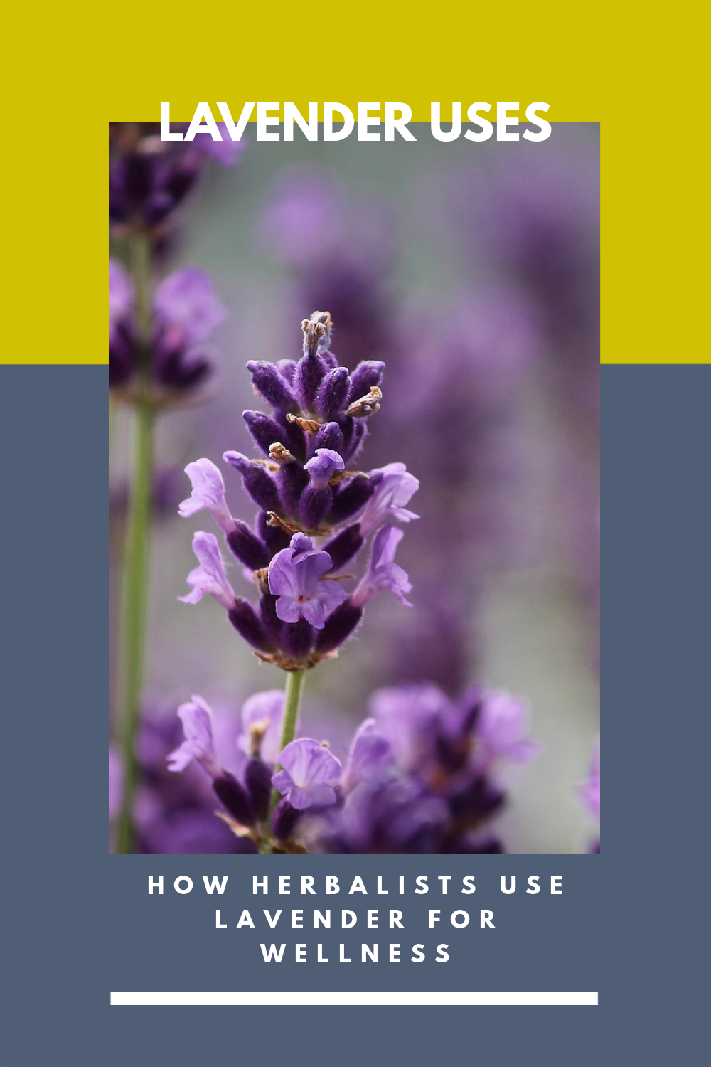 Lavender benefits for health and wellness | indie herbalist